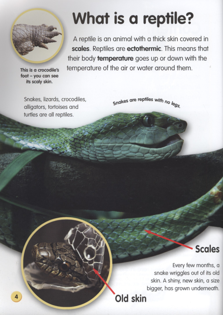 Reptiles and amphibians