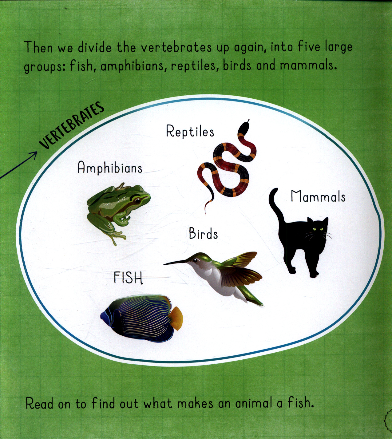 In the Animal Kingdom: Fish Live in Water by Ridley, Sarah ...