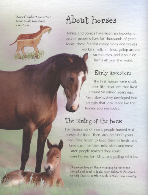 The Usborne little book of horses and ponies