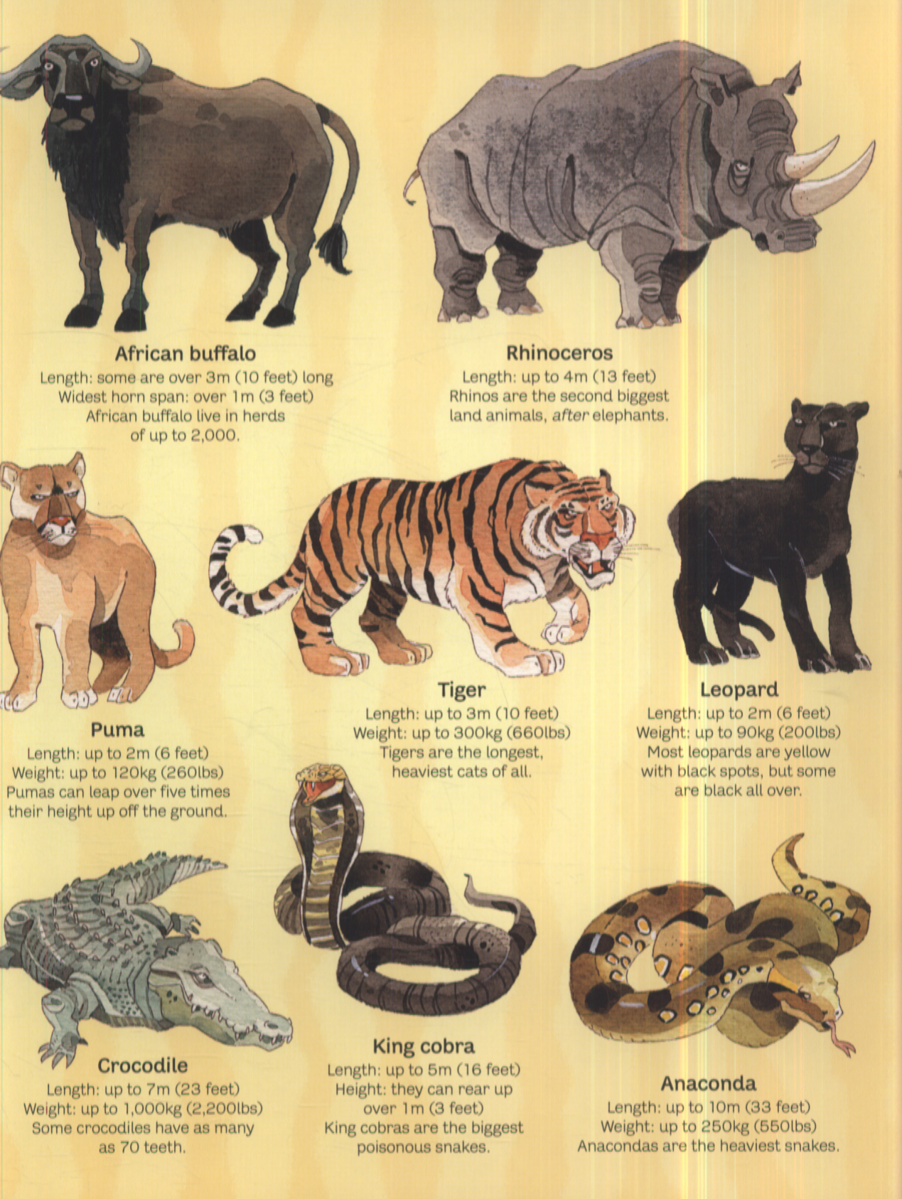 The Usborne big book of big animals