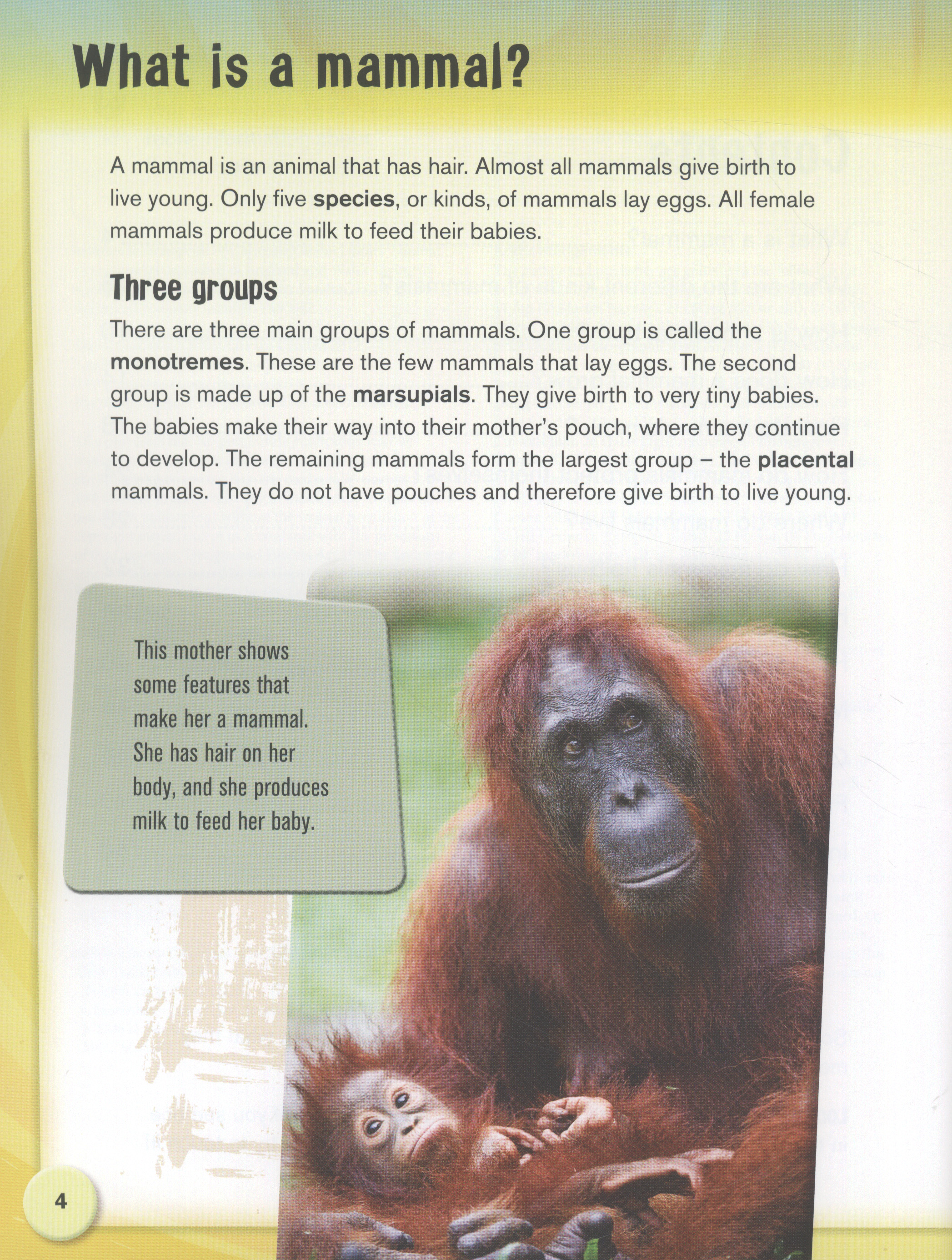 The Life Cycle of Mammals by Gray, Susan H. (9781406223699) | Browns Books