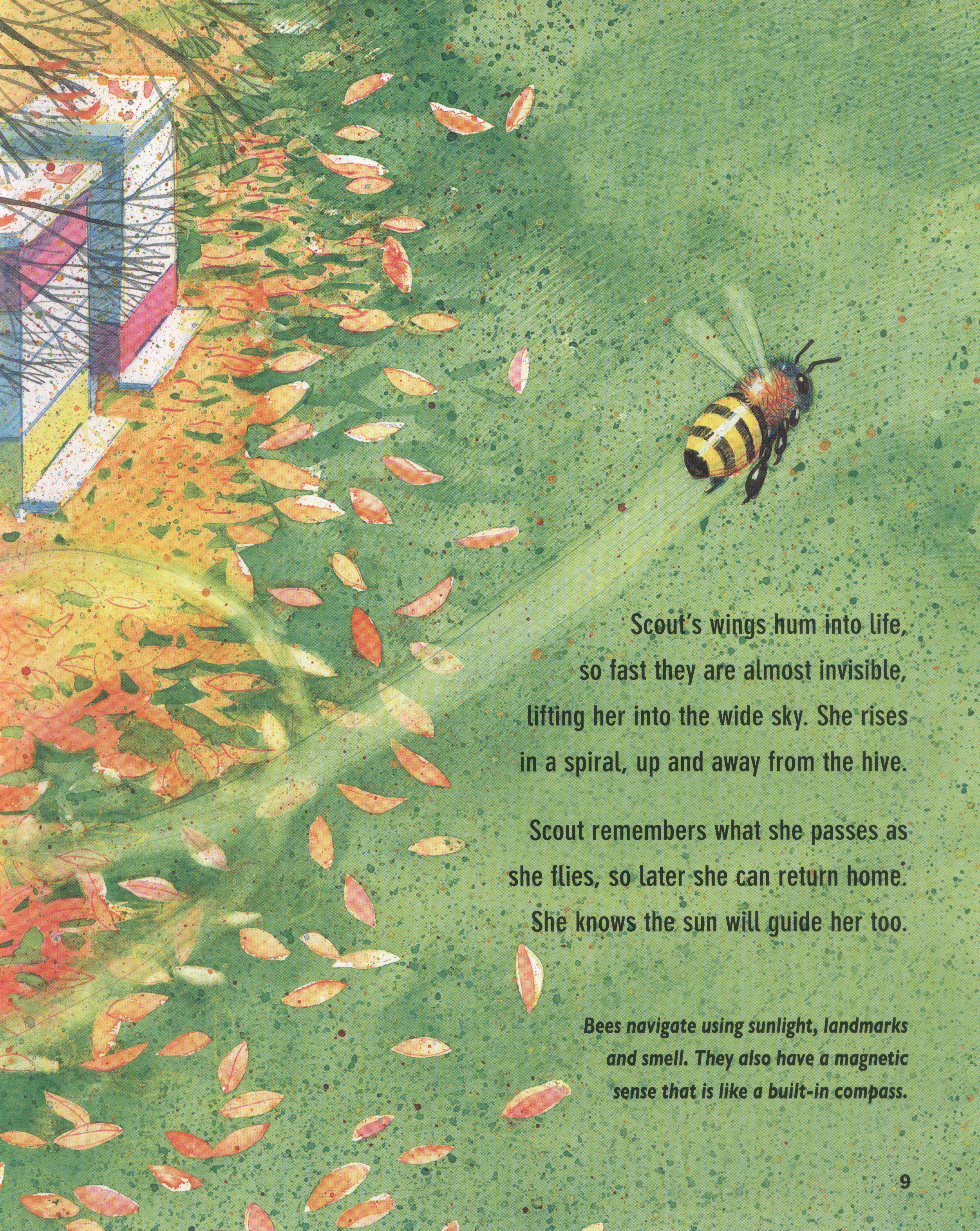 Flight of the Honey Bee by Huber, Raymond (9781406348477) | Browns Books