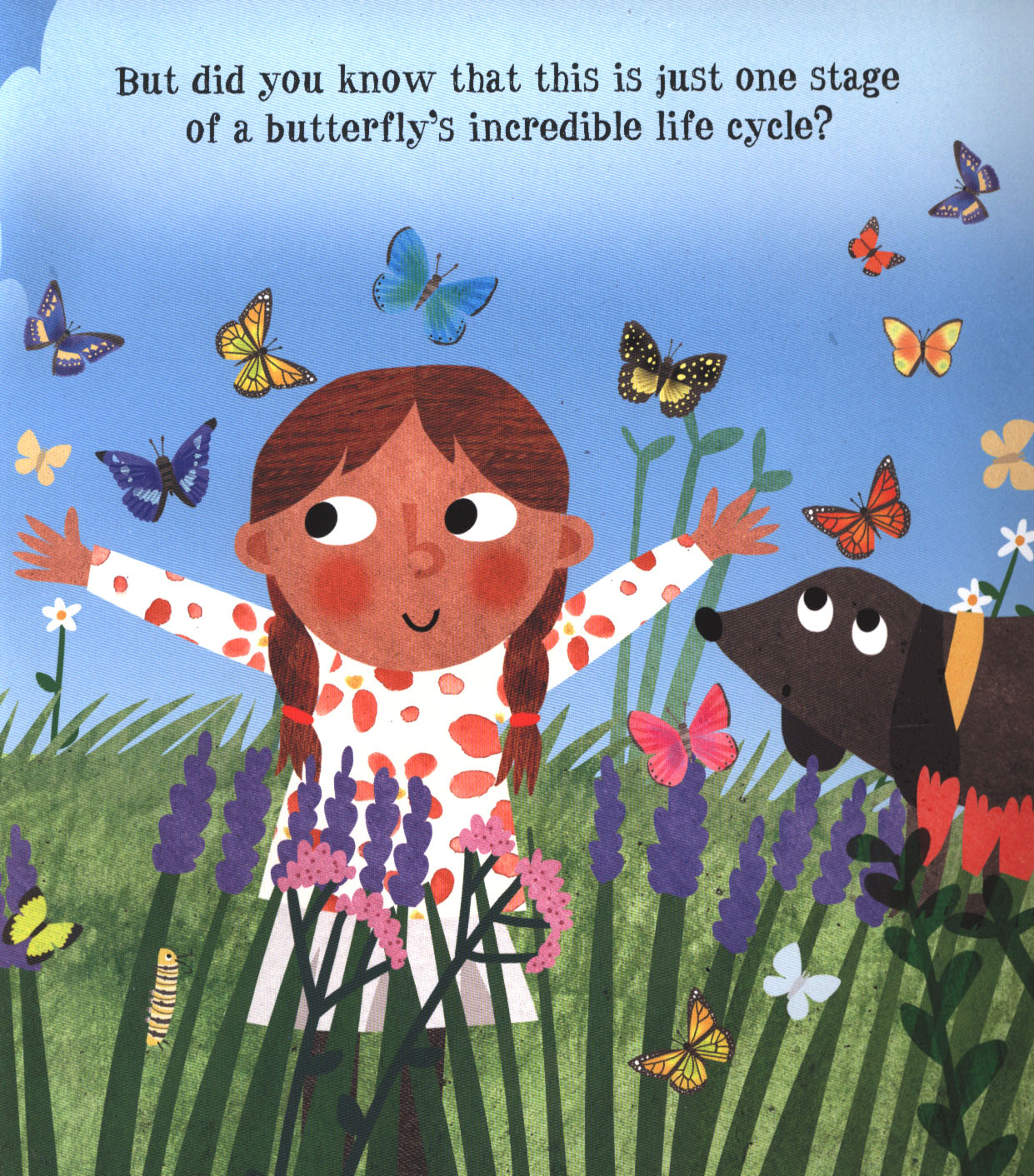 The amazing life cycle of butterflies