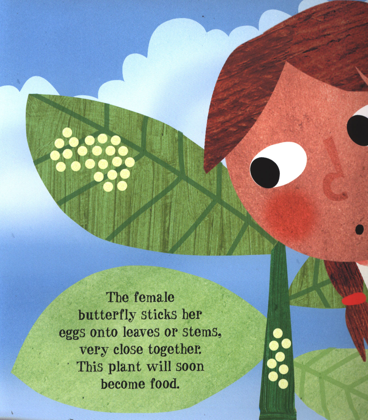 The amazing life cycle of butterflies