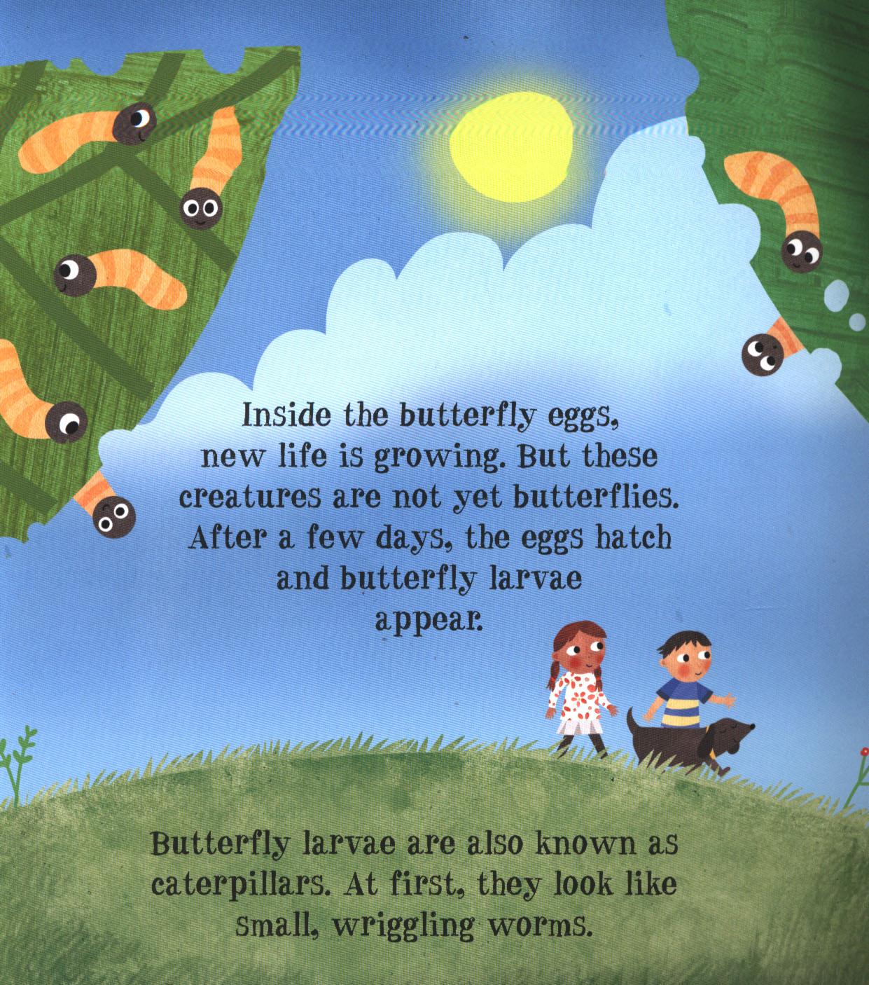 The amazing life cycle of butterflies