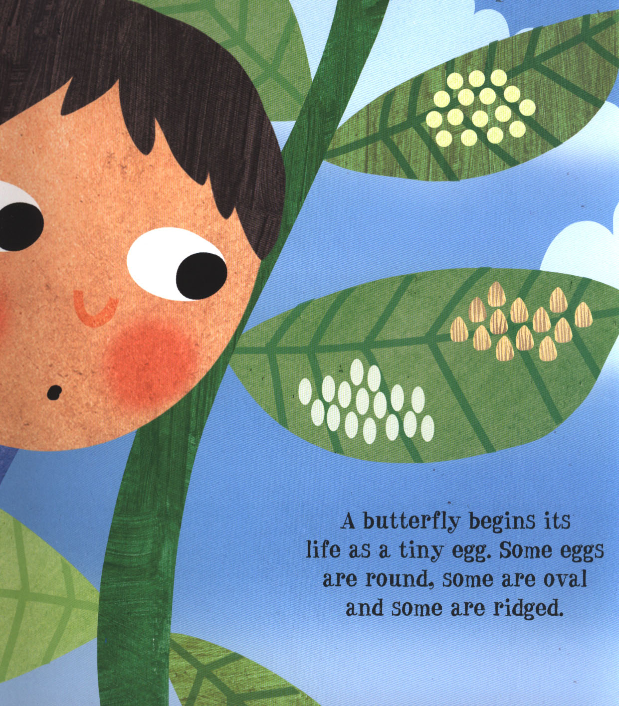 The amazing life cycle of butterflies