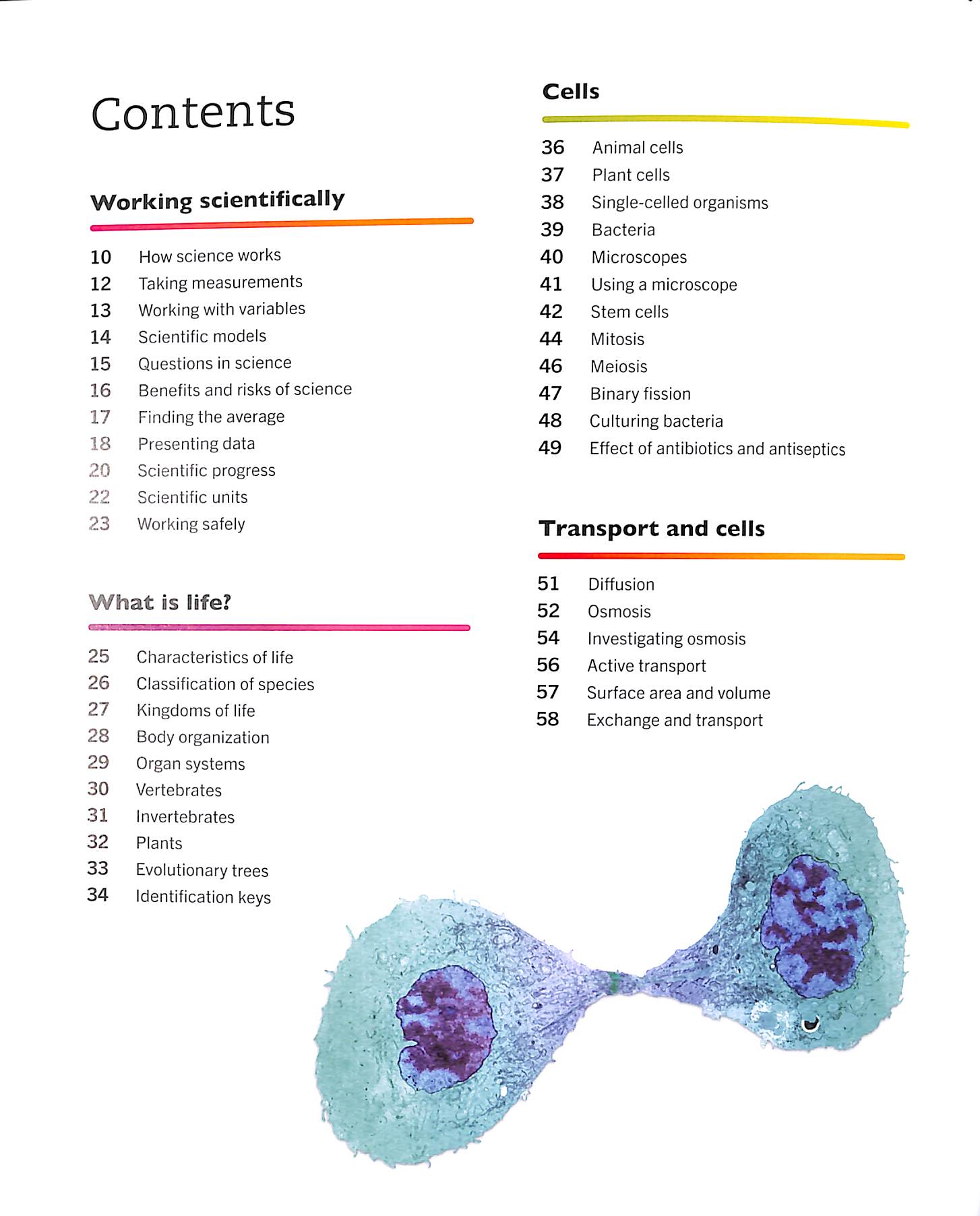 Super Simple Biology : The Ultimate Bitesize Study Guide