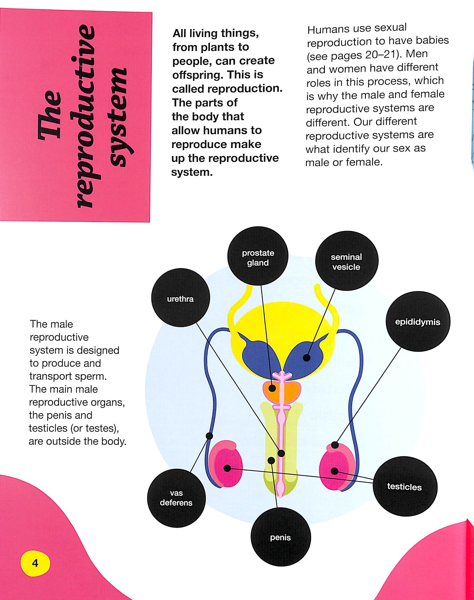 The reproductive system