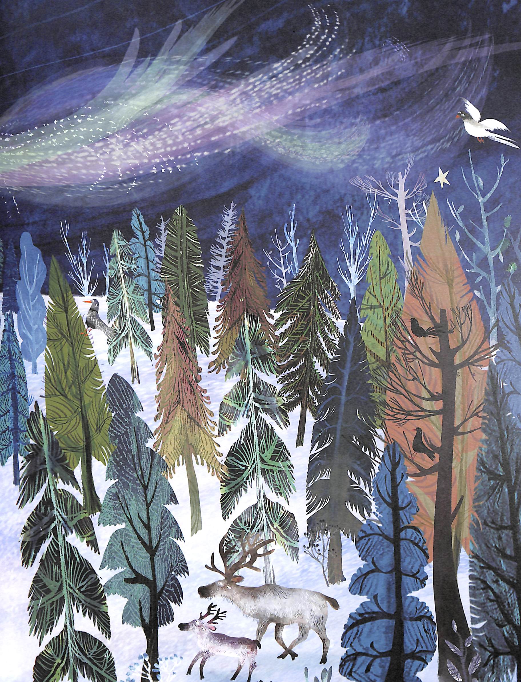 The Lights that Dance in the Night by Zommer, Yuval (9780192769855 ...