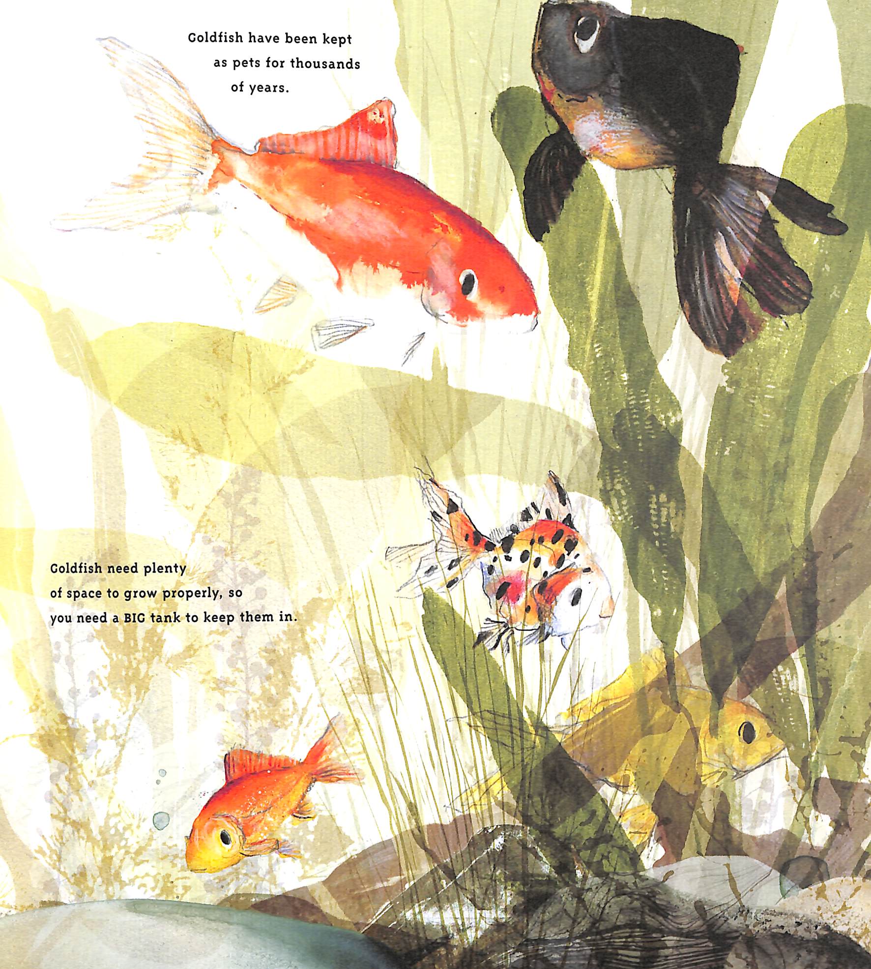 My Pet Goldfish by Rayner, Catherine (9781406398809) | Browns Books