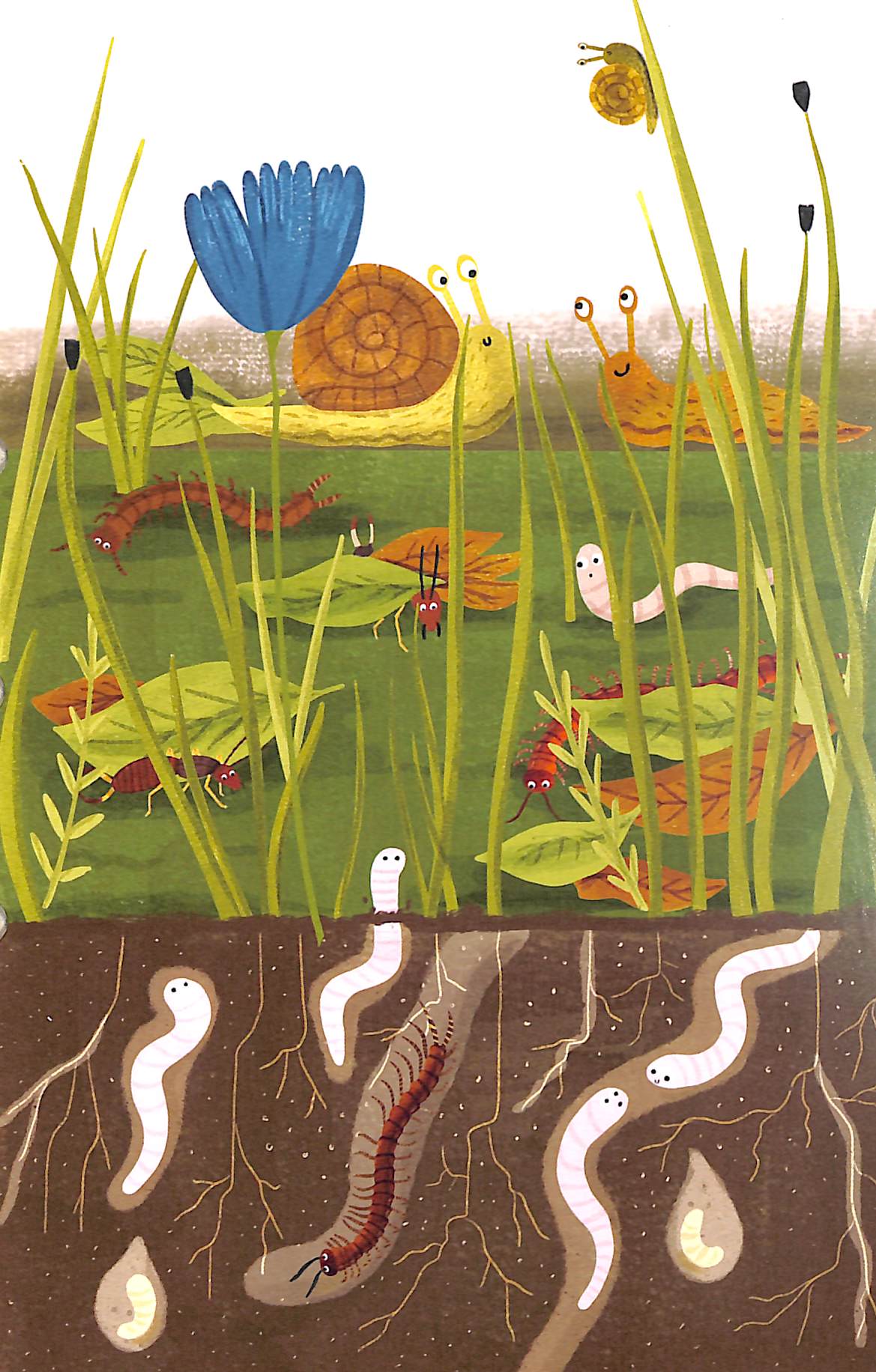 Bees & Beetles: A Flip-Flap Book of Bugs by Littleboy, Molly ...