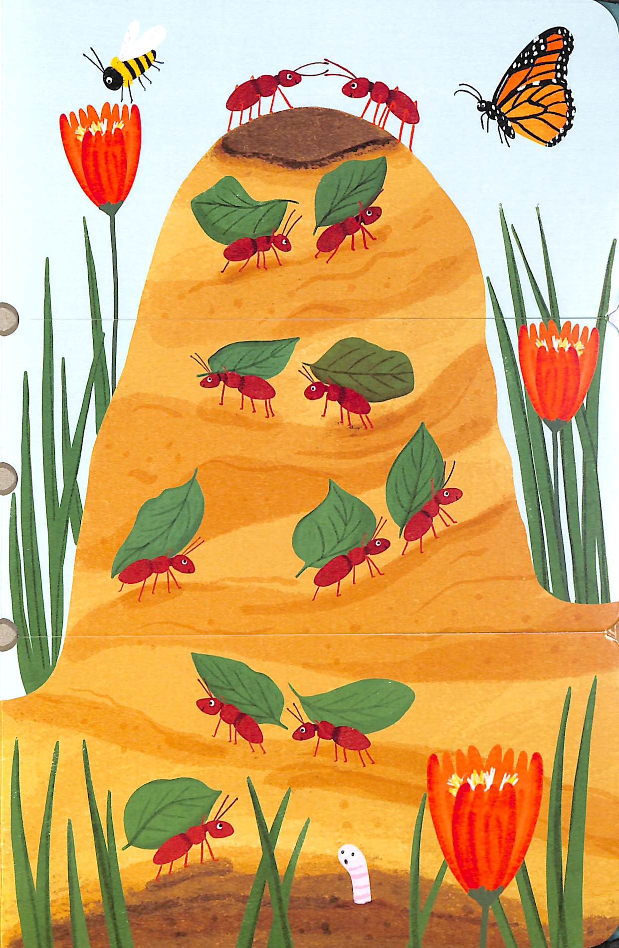 Bees & Beetles: A Flip-Flap Book of Bugs by Littleboy, Molly ...