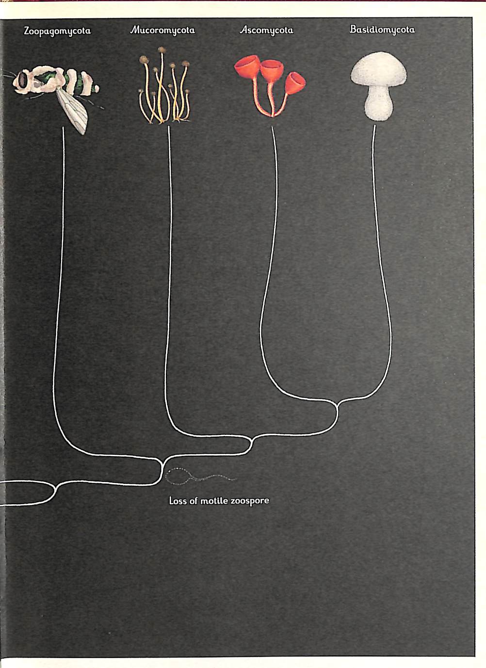 Fungarium (Mini Gift Edition) by Gaya, Ester (9781800784239) | Browns Books