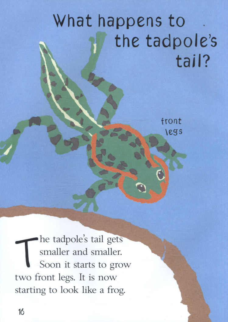 How This Tadpole Grows into This Frog by Stewart, David (9781905087211 ...