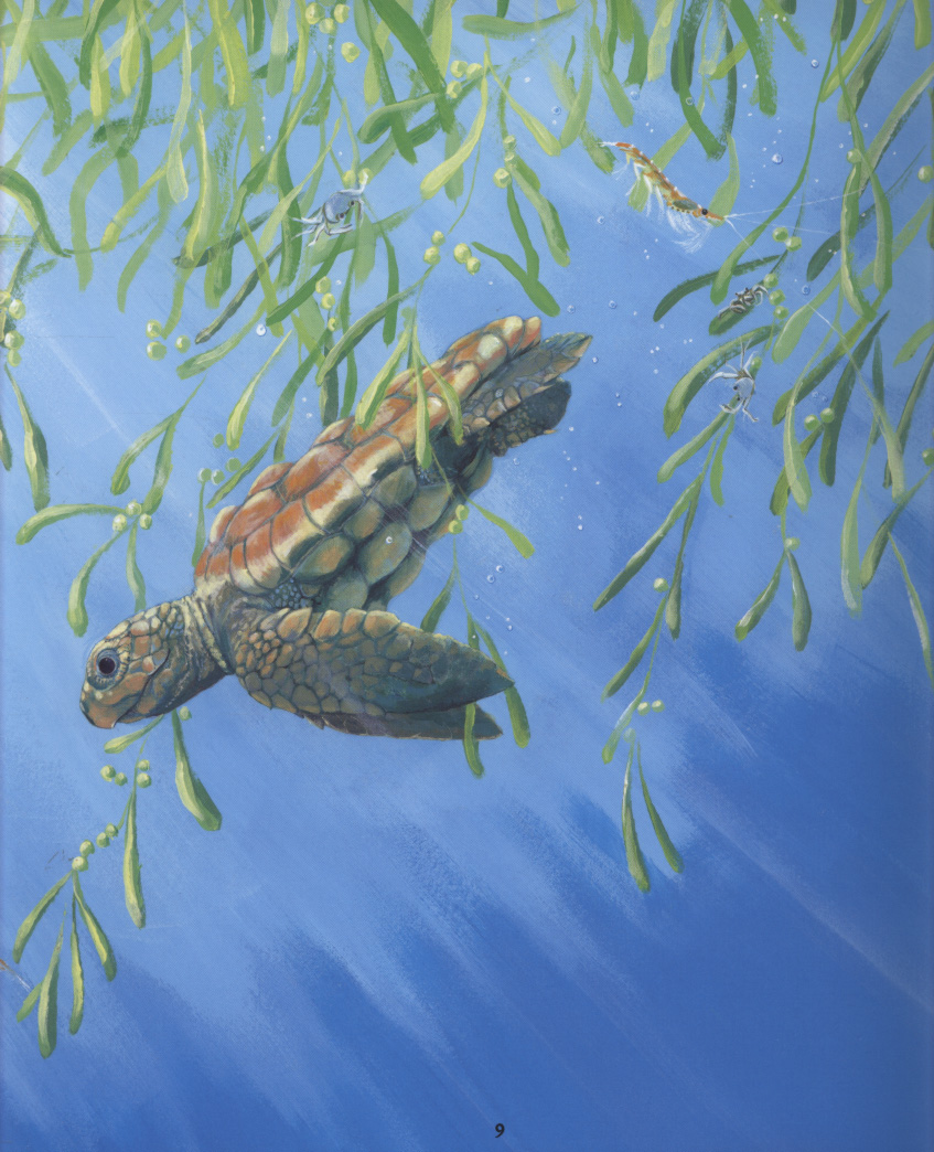 One Tiny Turtle Pbk With Cd by Davies, Nicola (9781406311976) | Browns ...