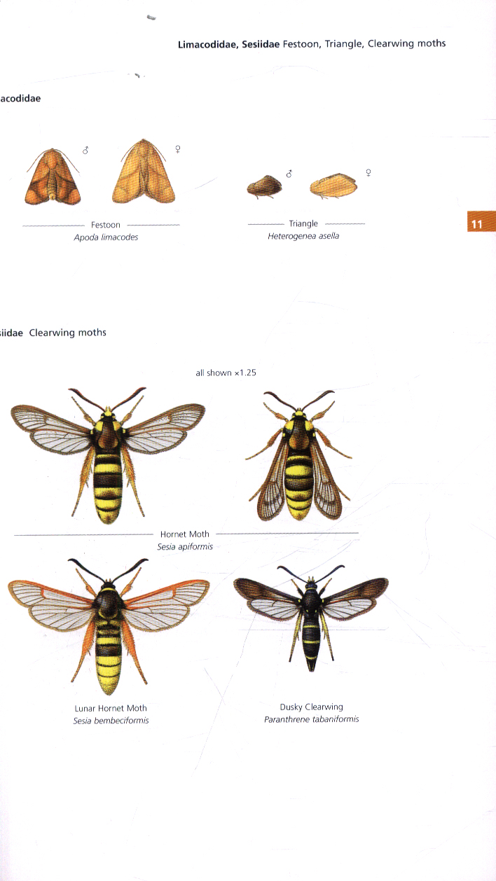 Concise Guide to the Moths of Great Britain and Ireland by Townsend ...