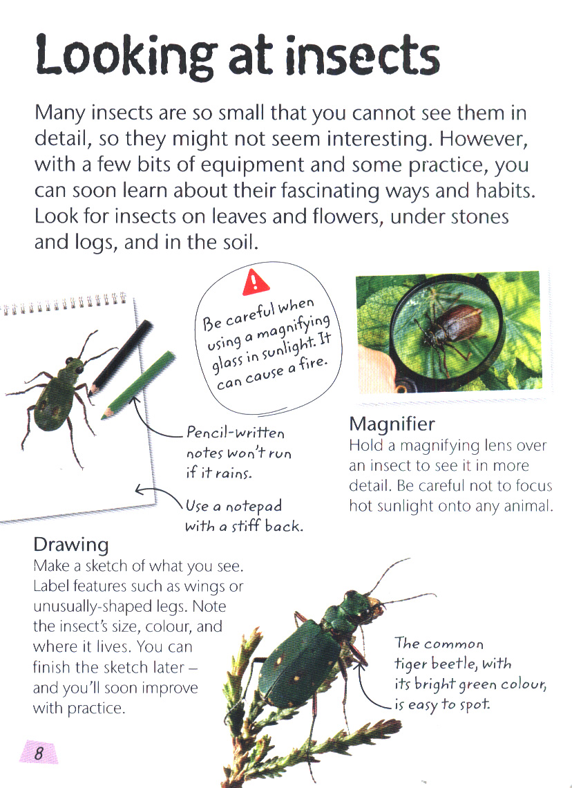 Insects and spiders by DK (9780241358276) | BrownsBfS