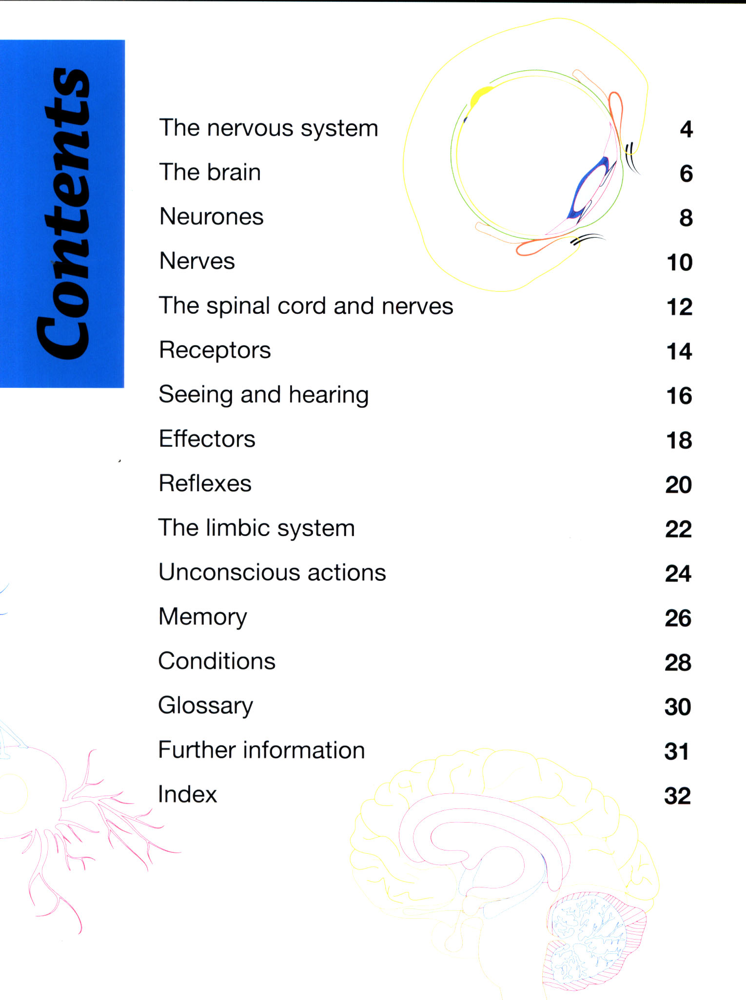 The Bright and Bold Human Body: The Brain and Nervous System