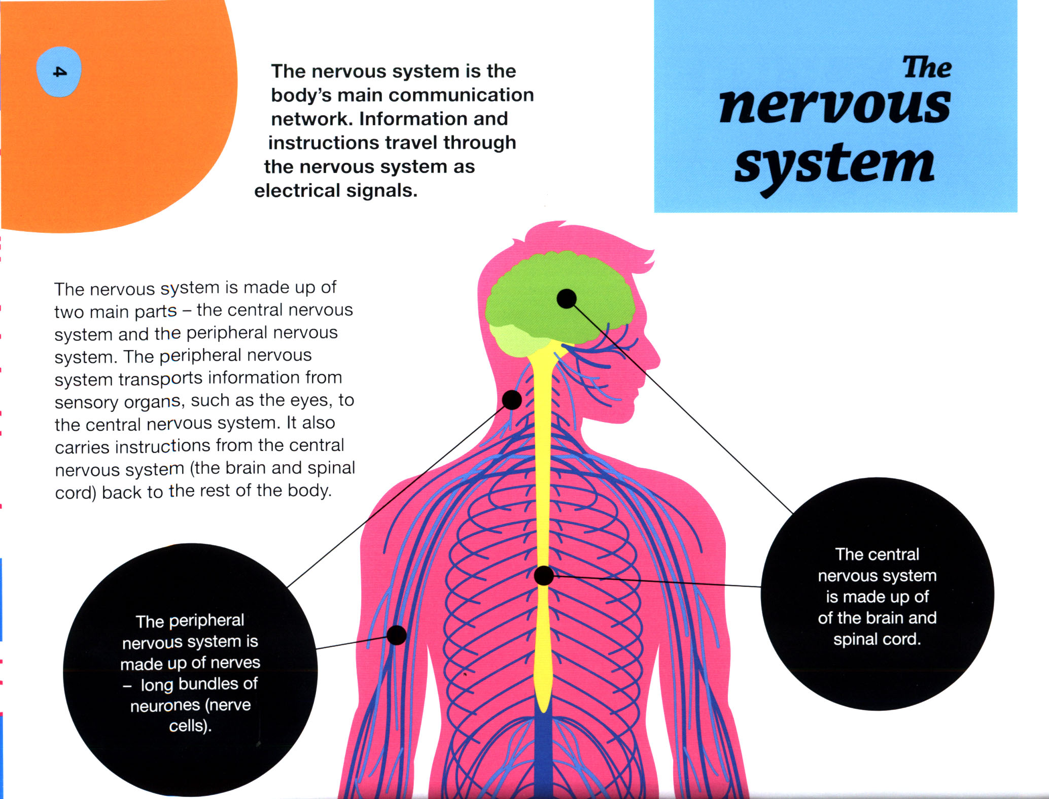 The Bright and Bold Human Body: The Brain and Nervous System