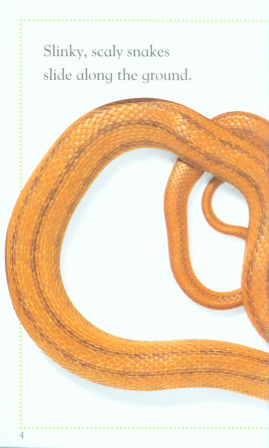 Slinky, Scaly, Snakes by Dussling, Jennifer (9781405364102) | Browns Books