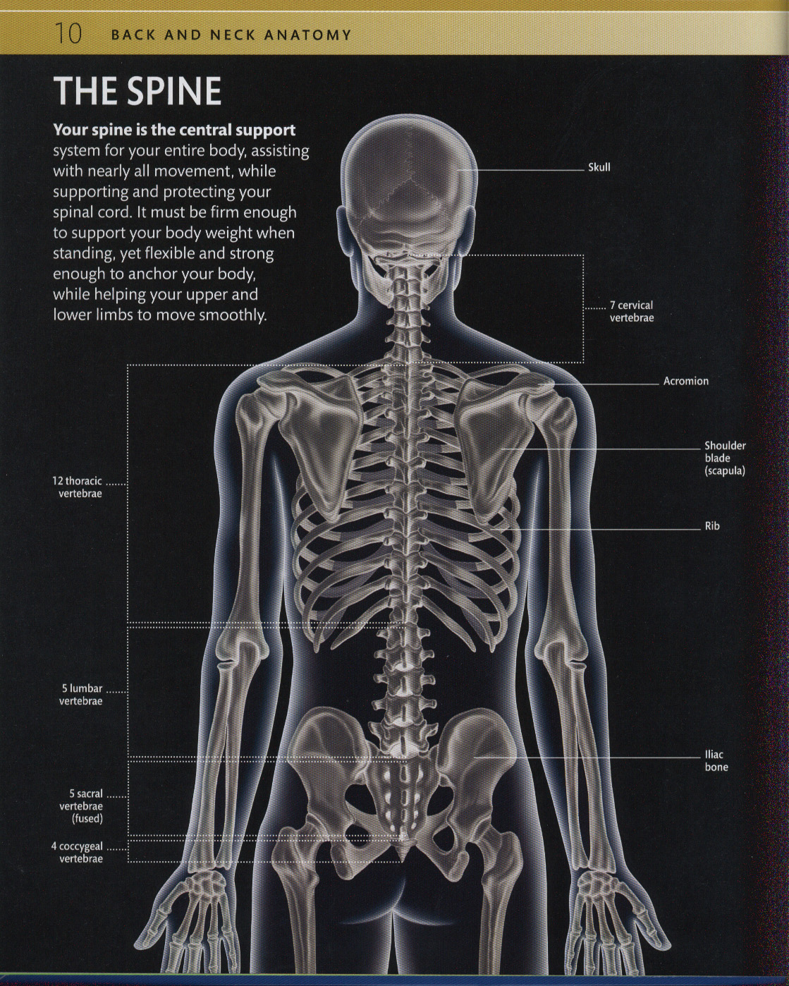 BMA Guide to Back Care by British Medical Association, (9781405364294 ...