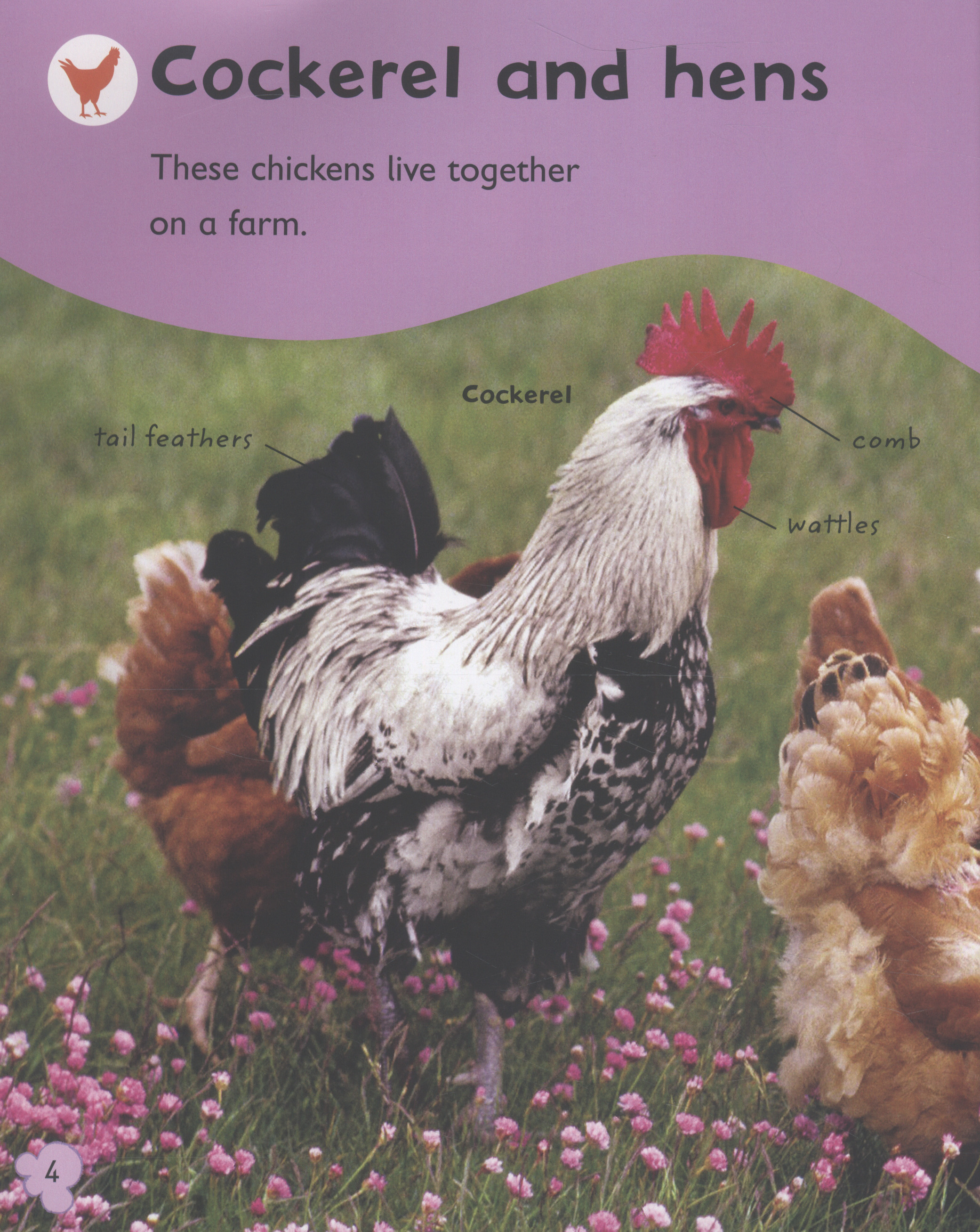 Popcorn: Life Cycles: Chicken by Thomson, Ruth (9780750272056) | Browns ...