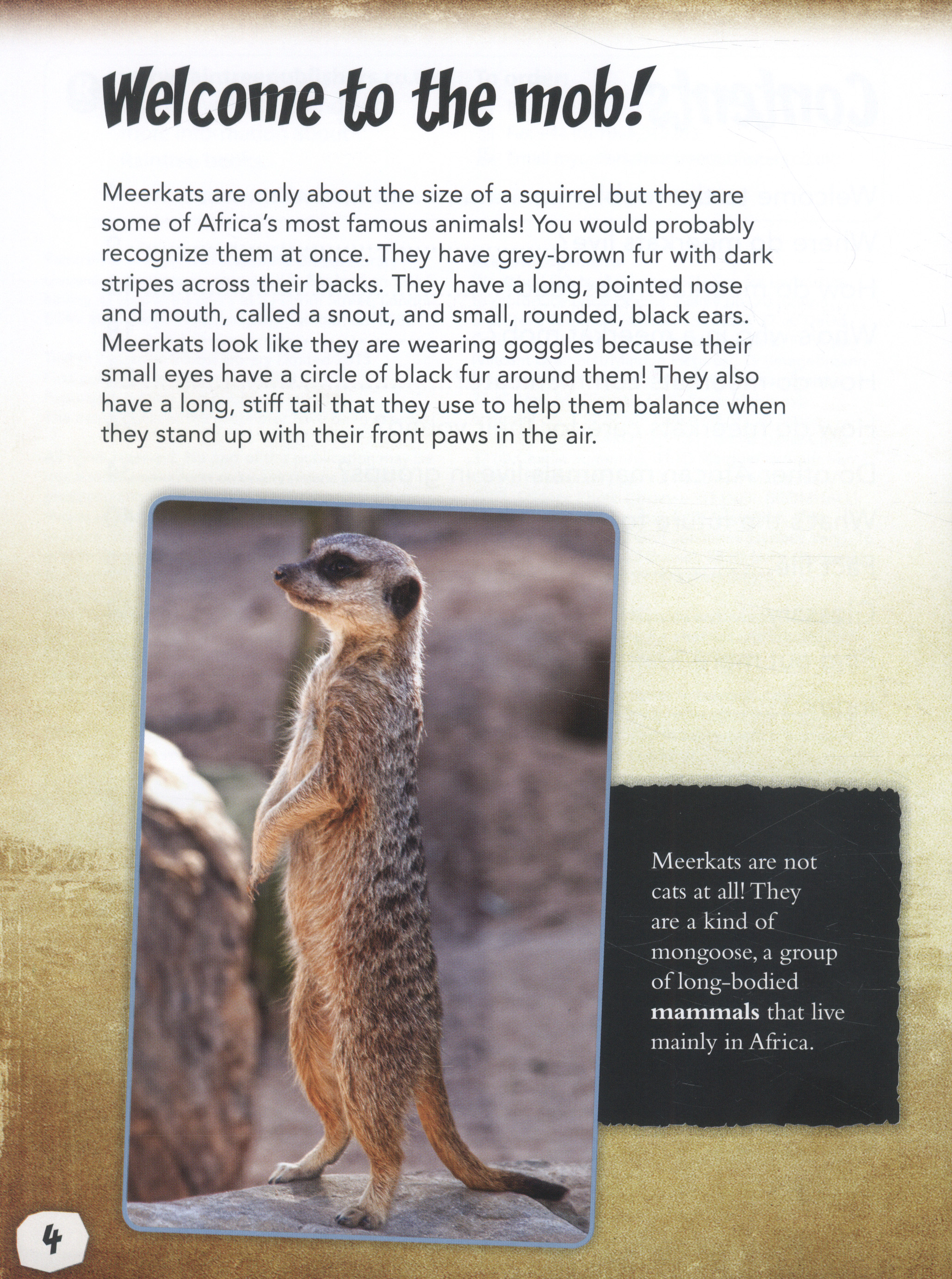 A mob of meerkats and other mammal groups by Spilsbury, Louise ...