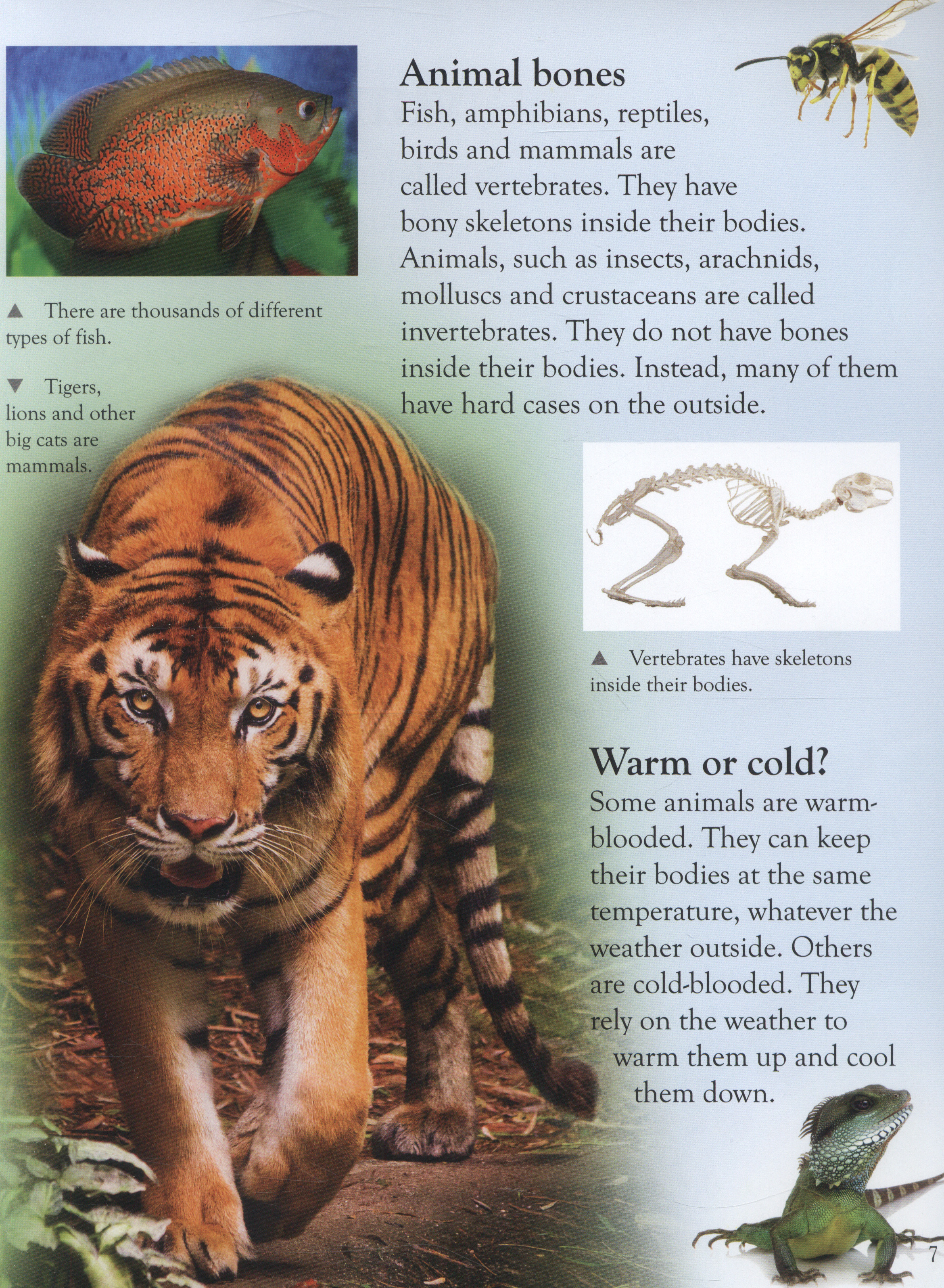 First animal encyclopedia by Ganeri, Anita (9781408842522) | BrownsBfS First animal encyclopedia by Ganeri, Anita (9781408842522) | BrownsBfS