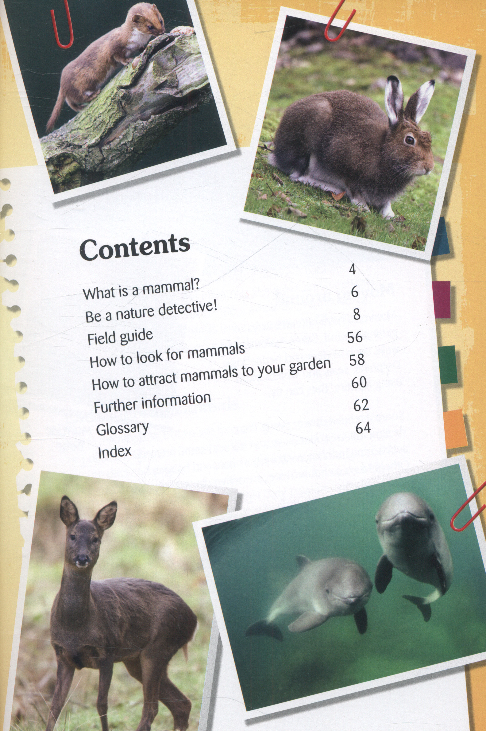 Nature Detective: British Mammals by Munson, Victoria (9780750283427 ...