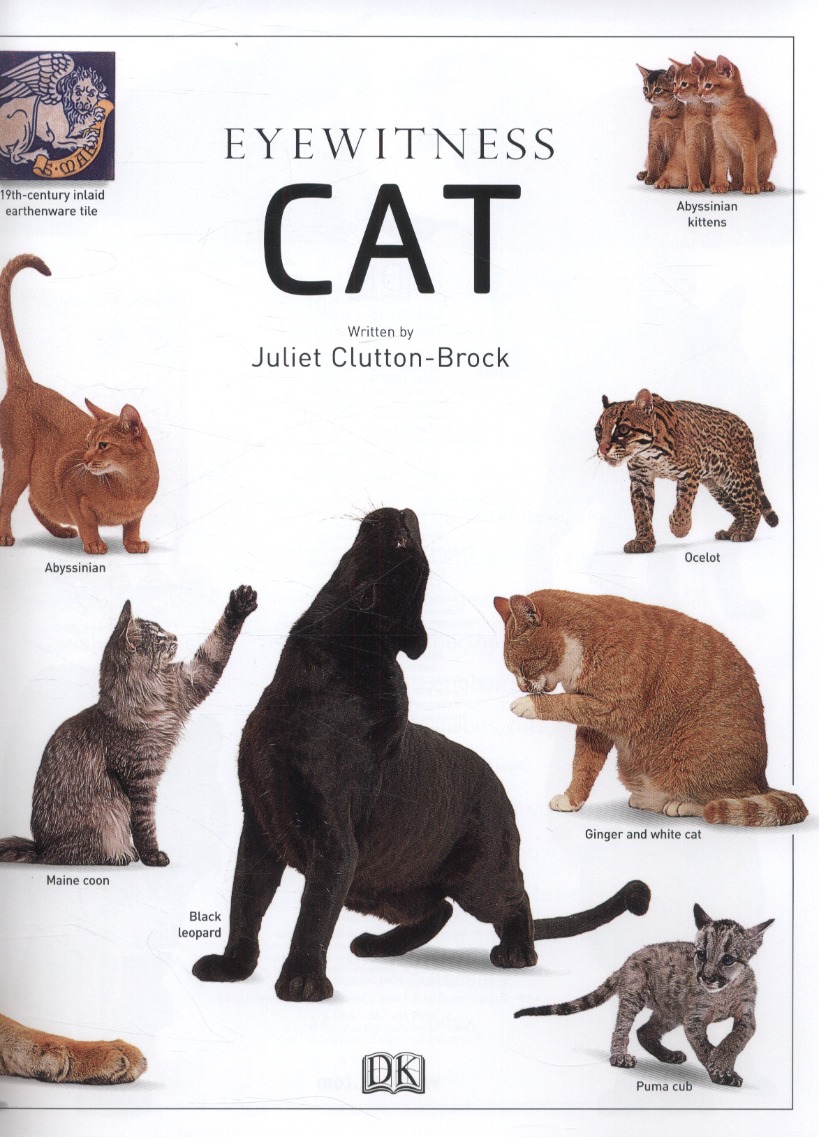 Cat by DK (9781409343813) | BrownsBfS