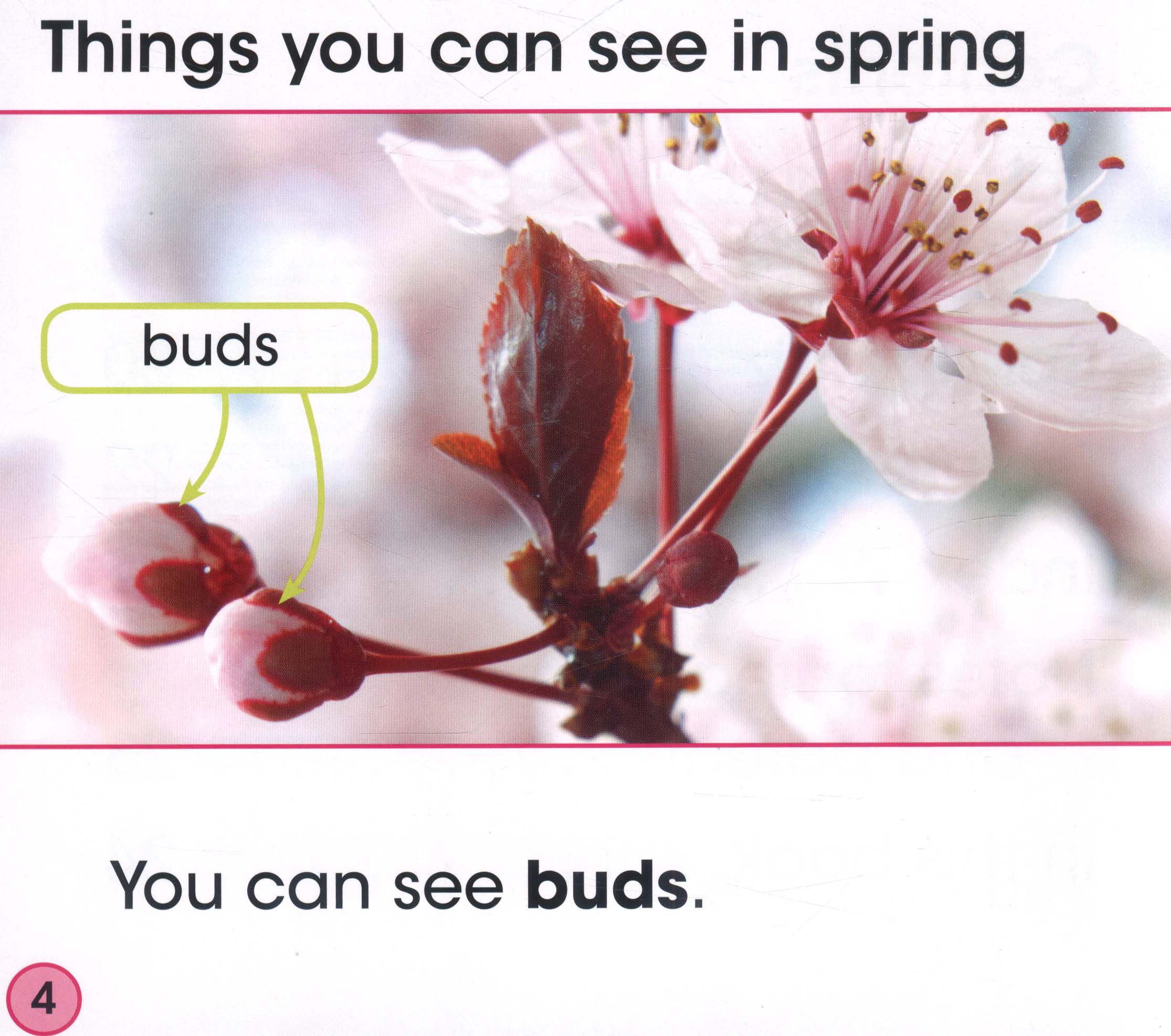 What Can You See In Spring? by Smith, Sian (9781406283228) | Browns Books