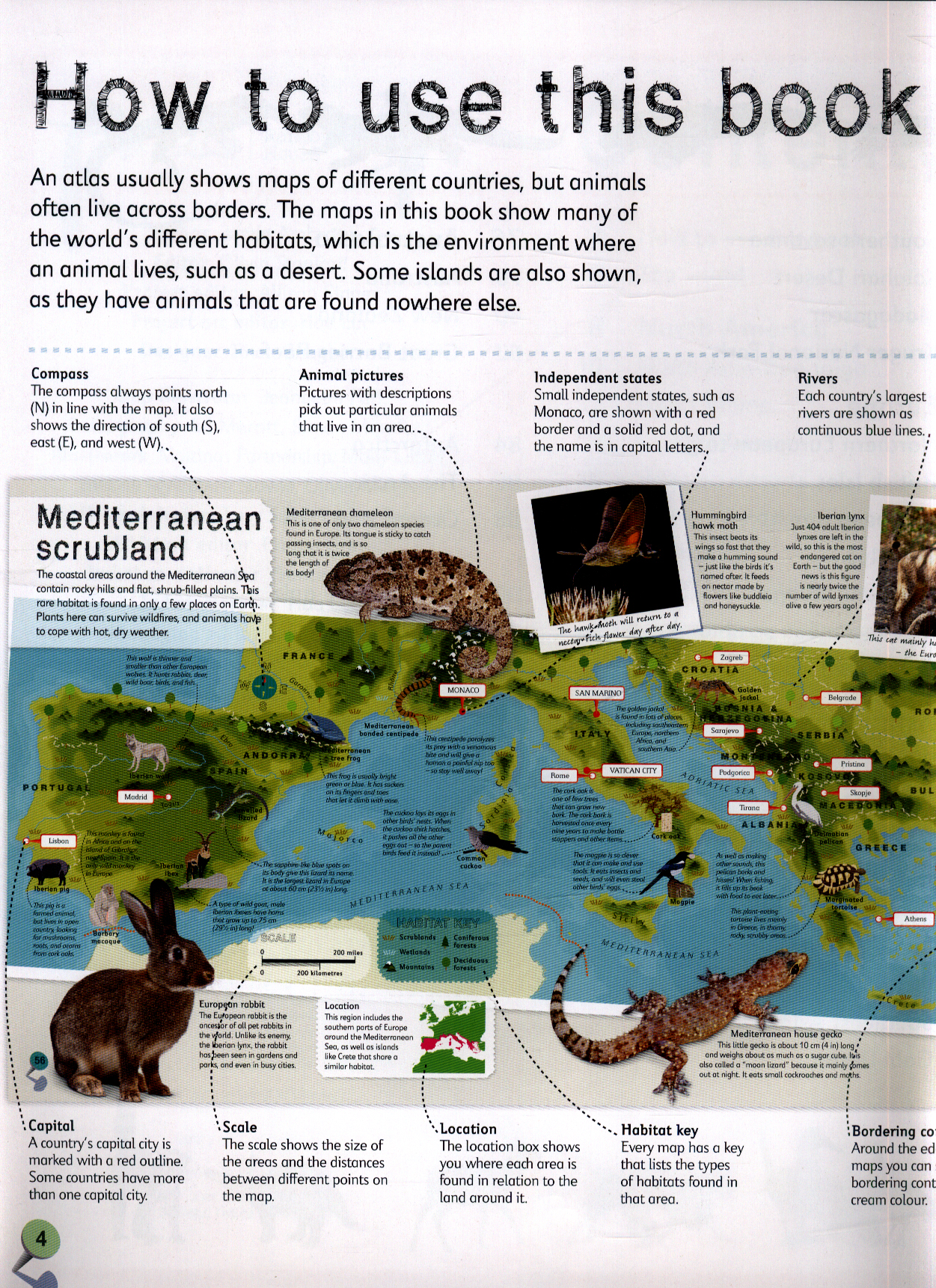 Children's illustrated animal atlas by DK (9780241283851) | BrownsBfS