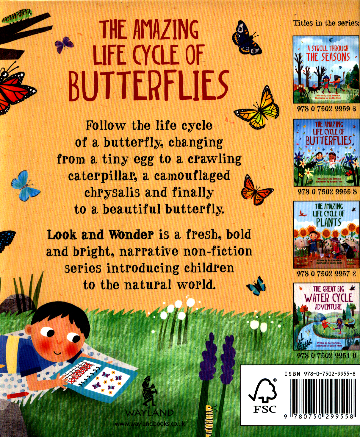 Life Cycle Of A Butterfly Book