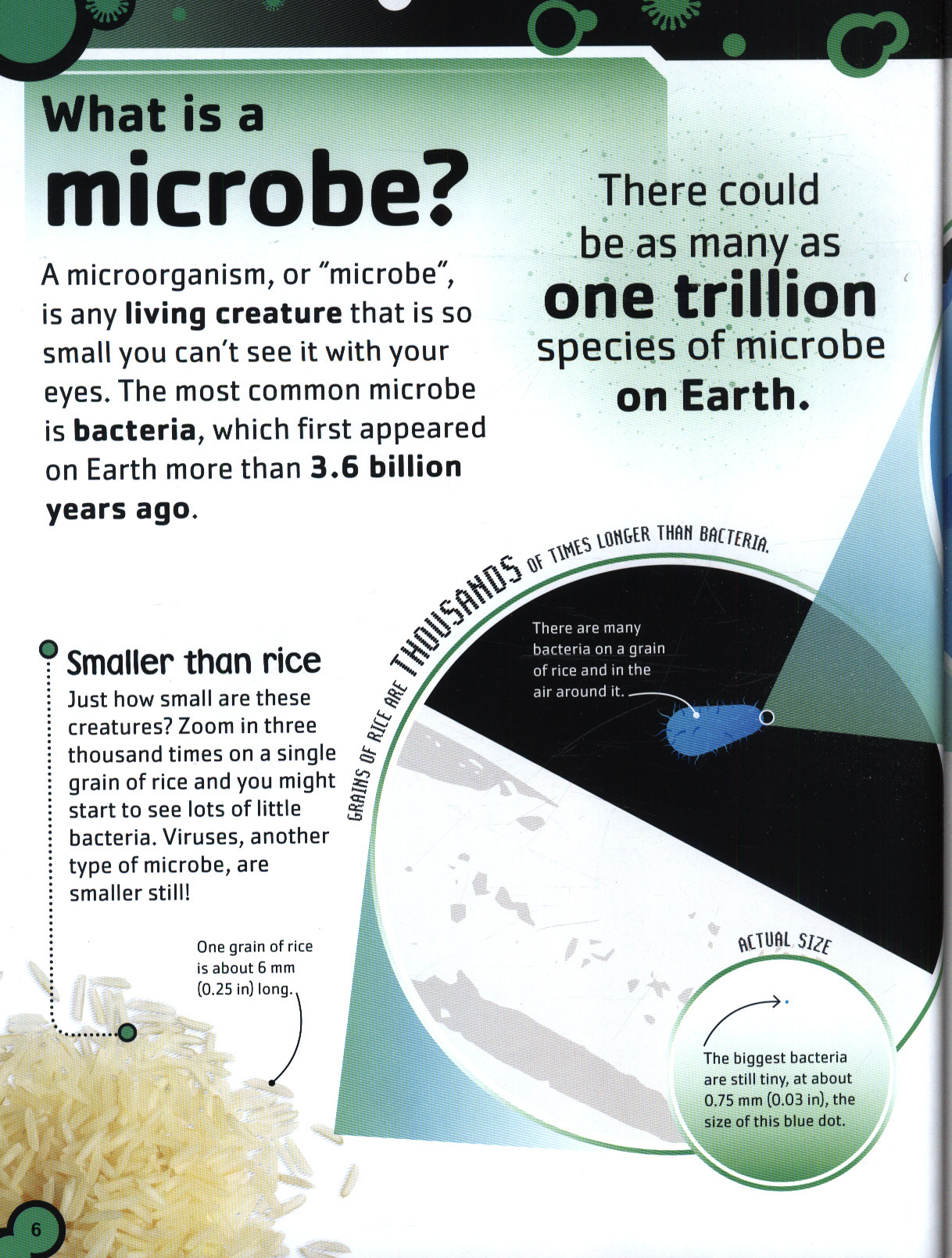 The Bacteria Book by Mould, Steve (9780241316580) | Browns Books