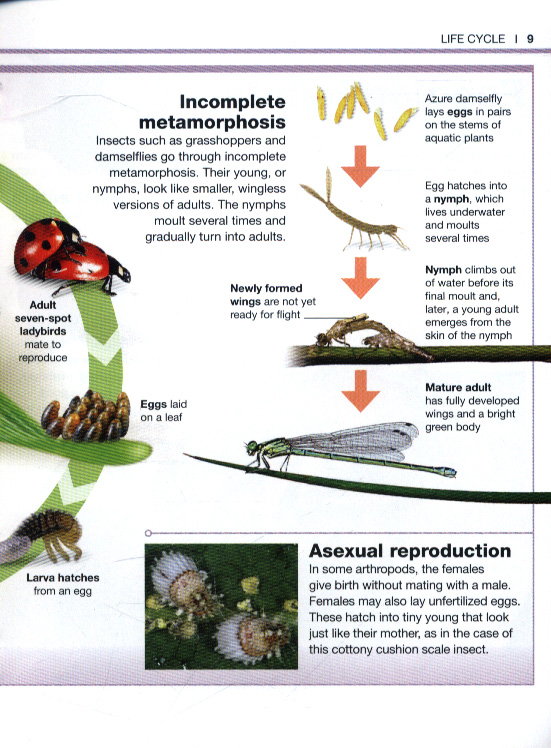 Insects : facts at your fingertips