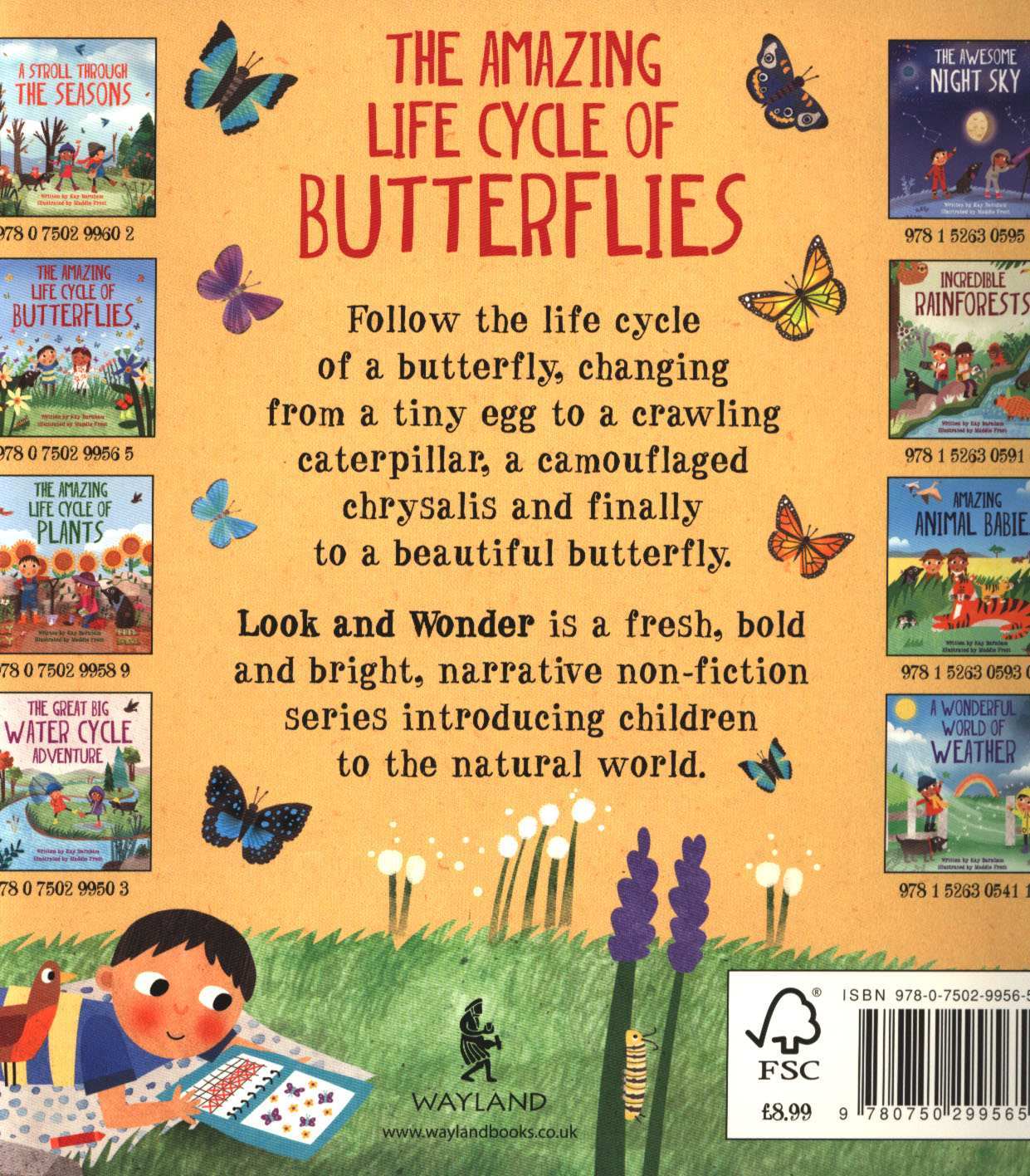 The amazing life cycle of butterflies