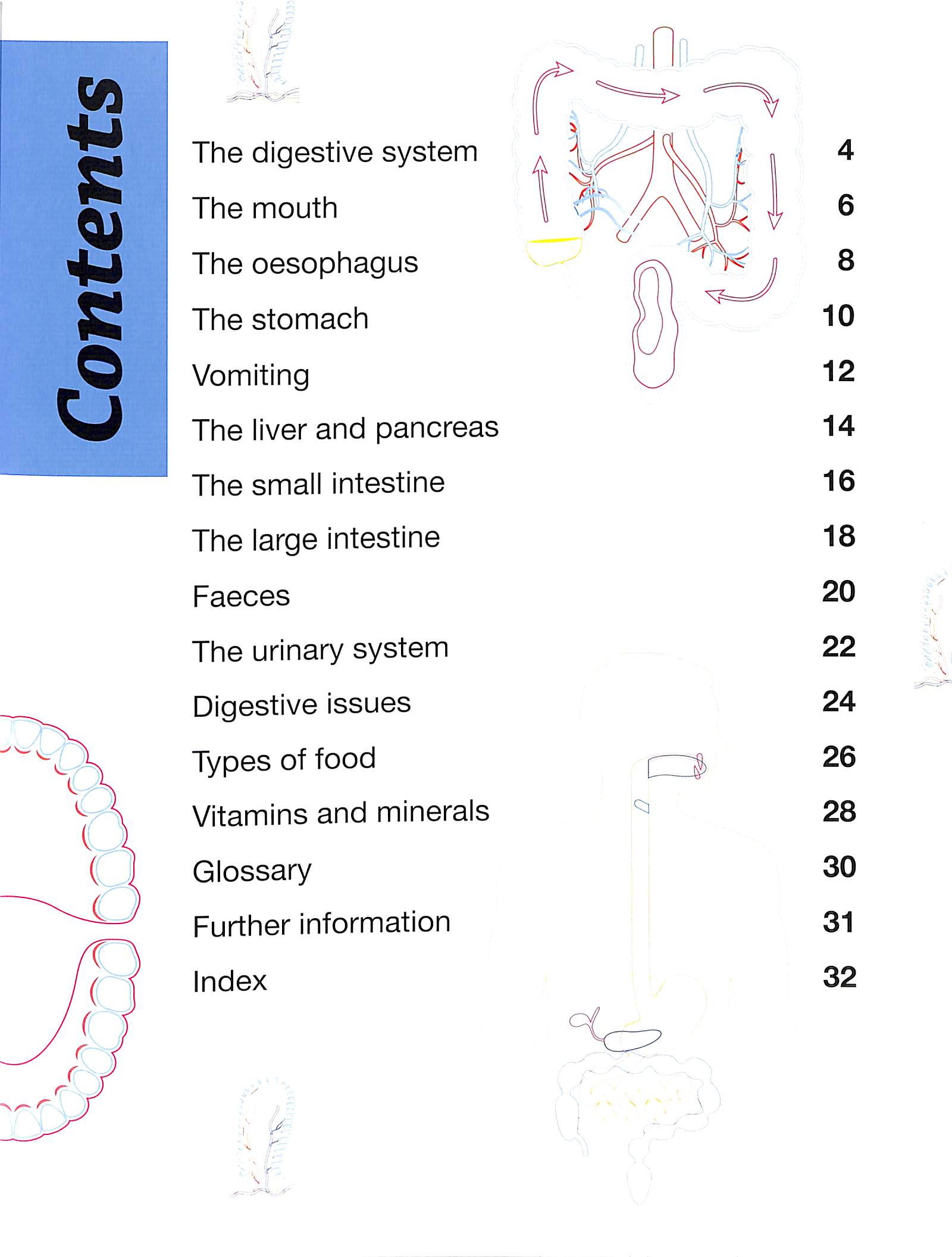 The Bright and Bold Human Body: The Digestive System by Howell, Izzi ...