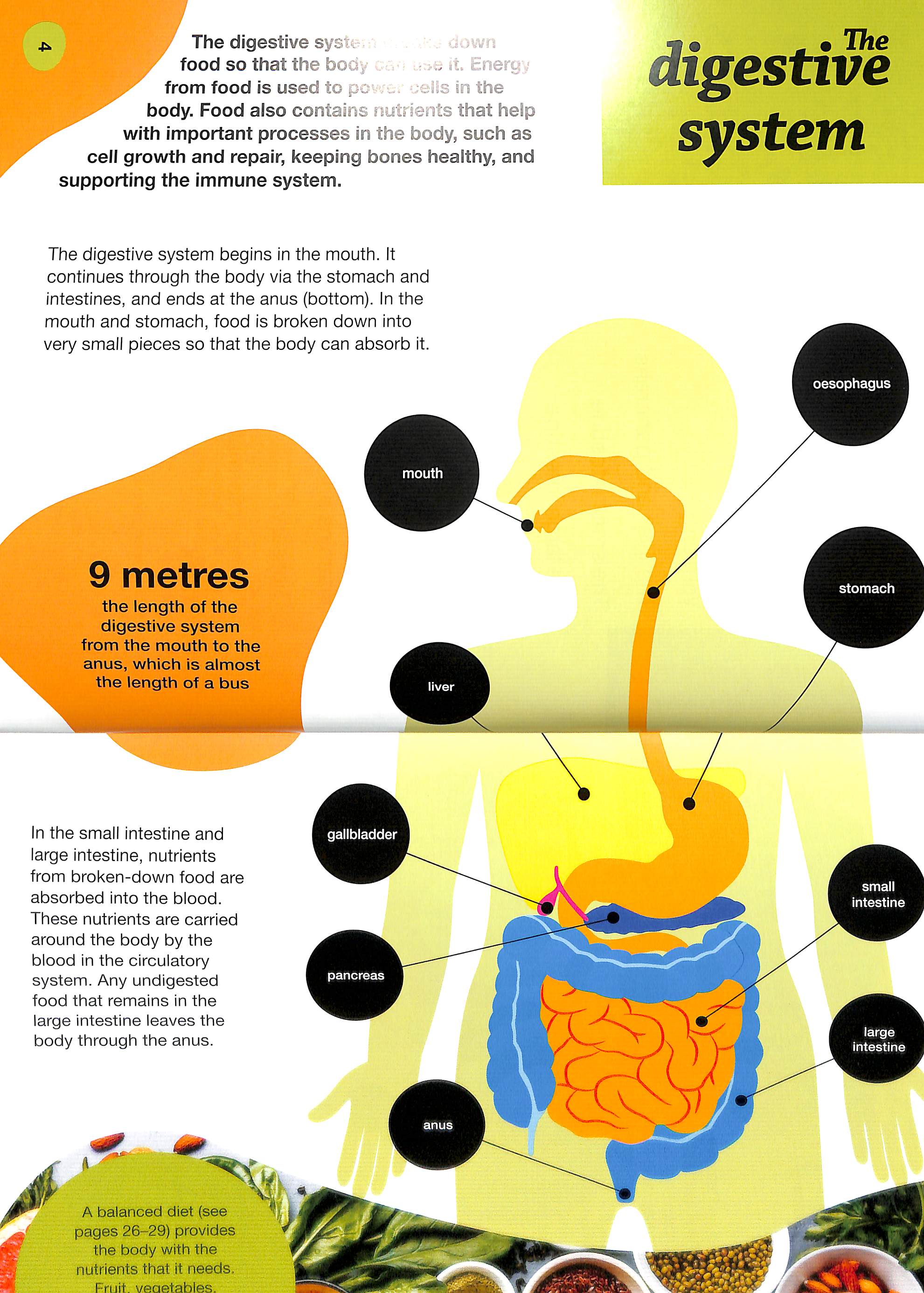 The Bright and Bold Human Body: The Digestive System by Howell, Izzi ...