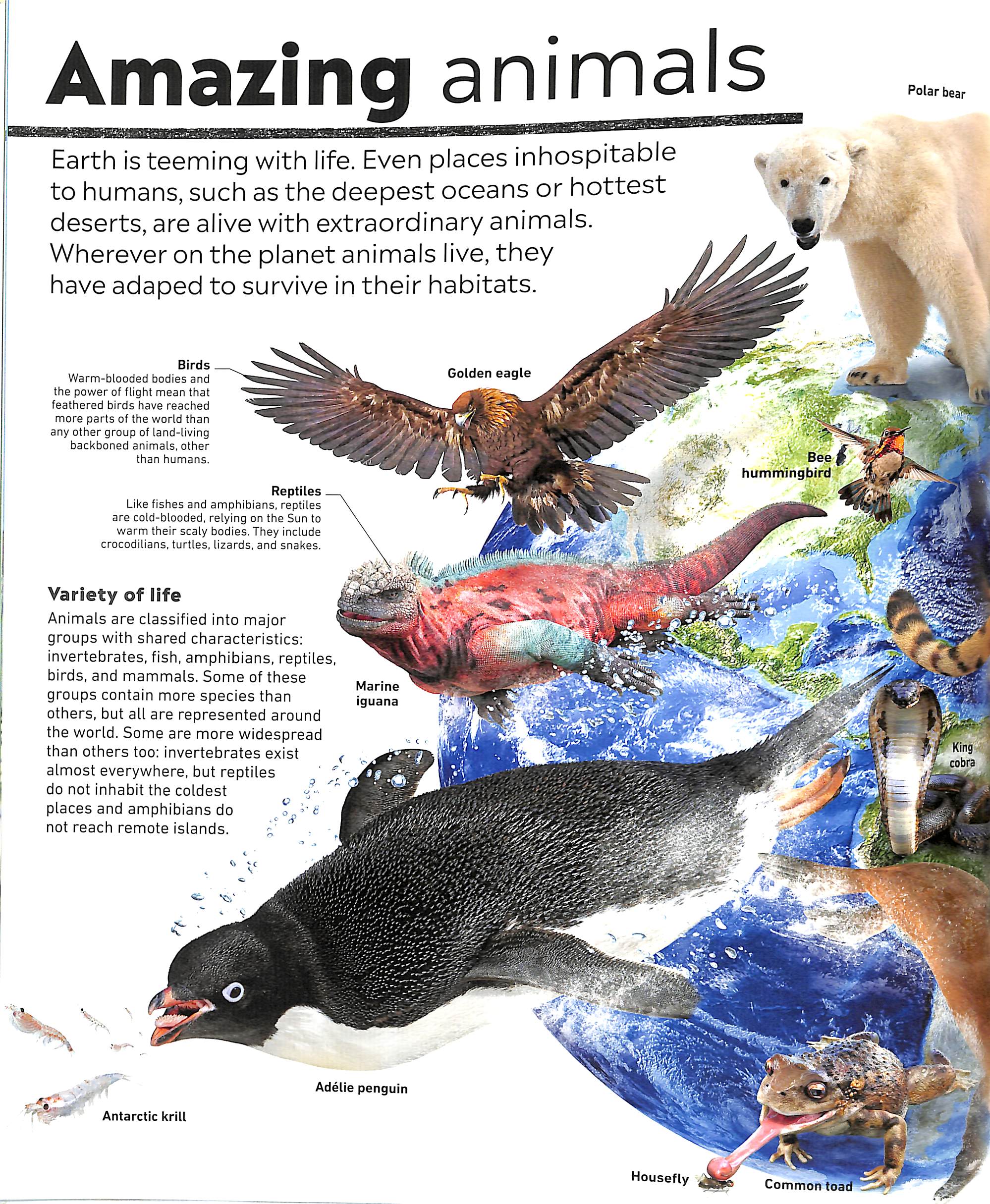 What's Where on Earth? Animal Atlas by DK (9780241412909) | Browns Books