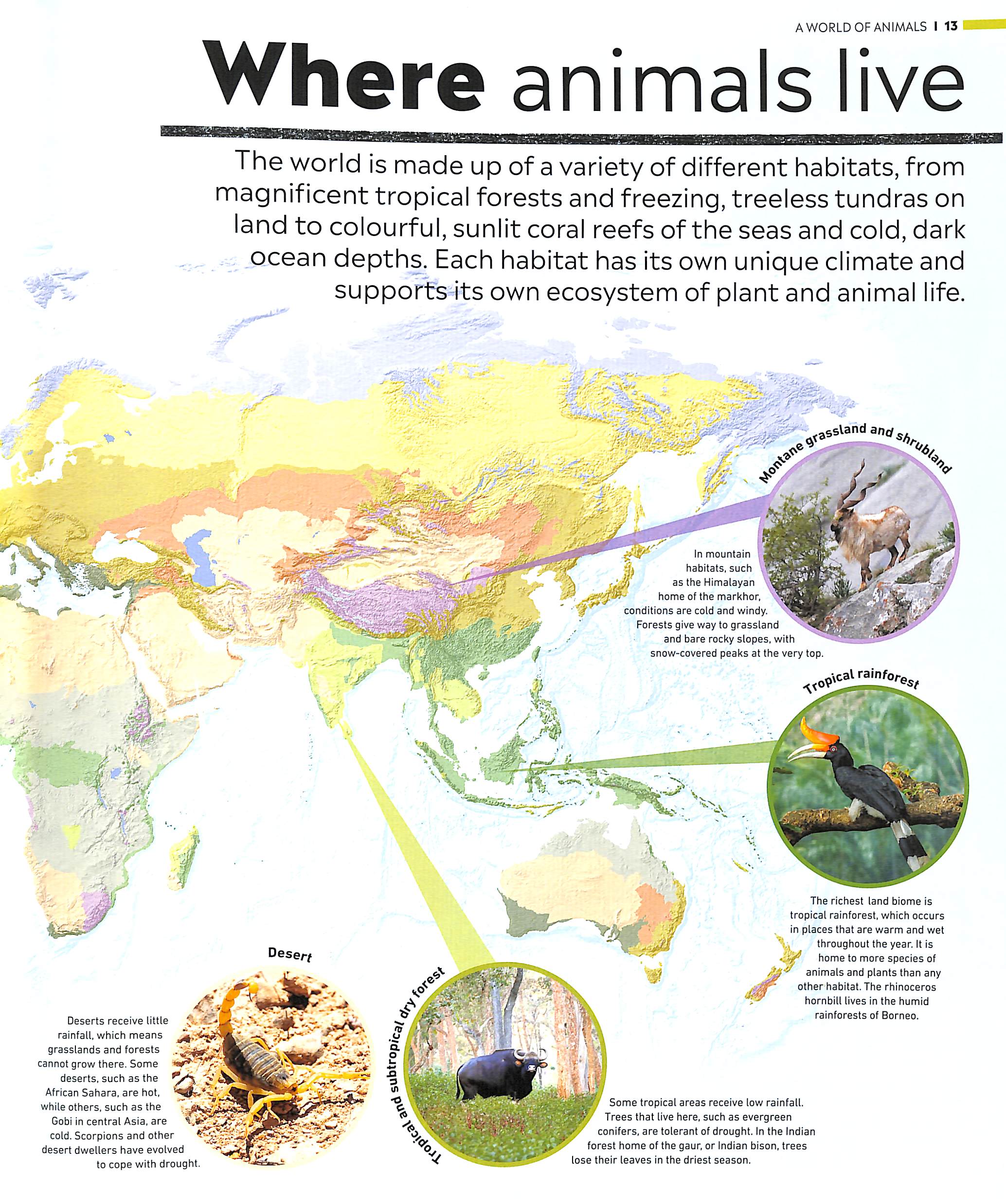 What's Where on Earth? Animal Atlas by DK (9780241412909) | Browns Books