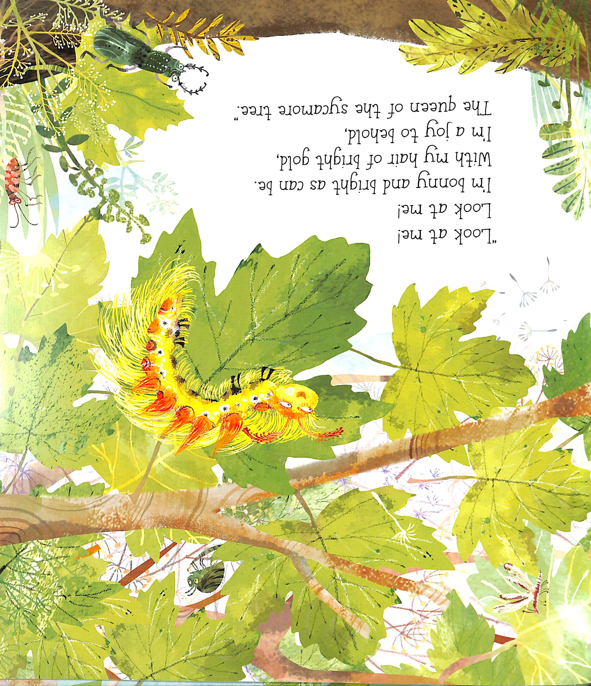 The woolly bear caterpillar by Donaldson, Julia (9781529012187) | BrownsBfS