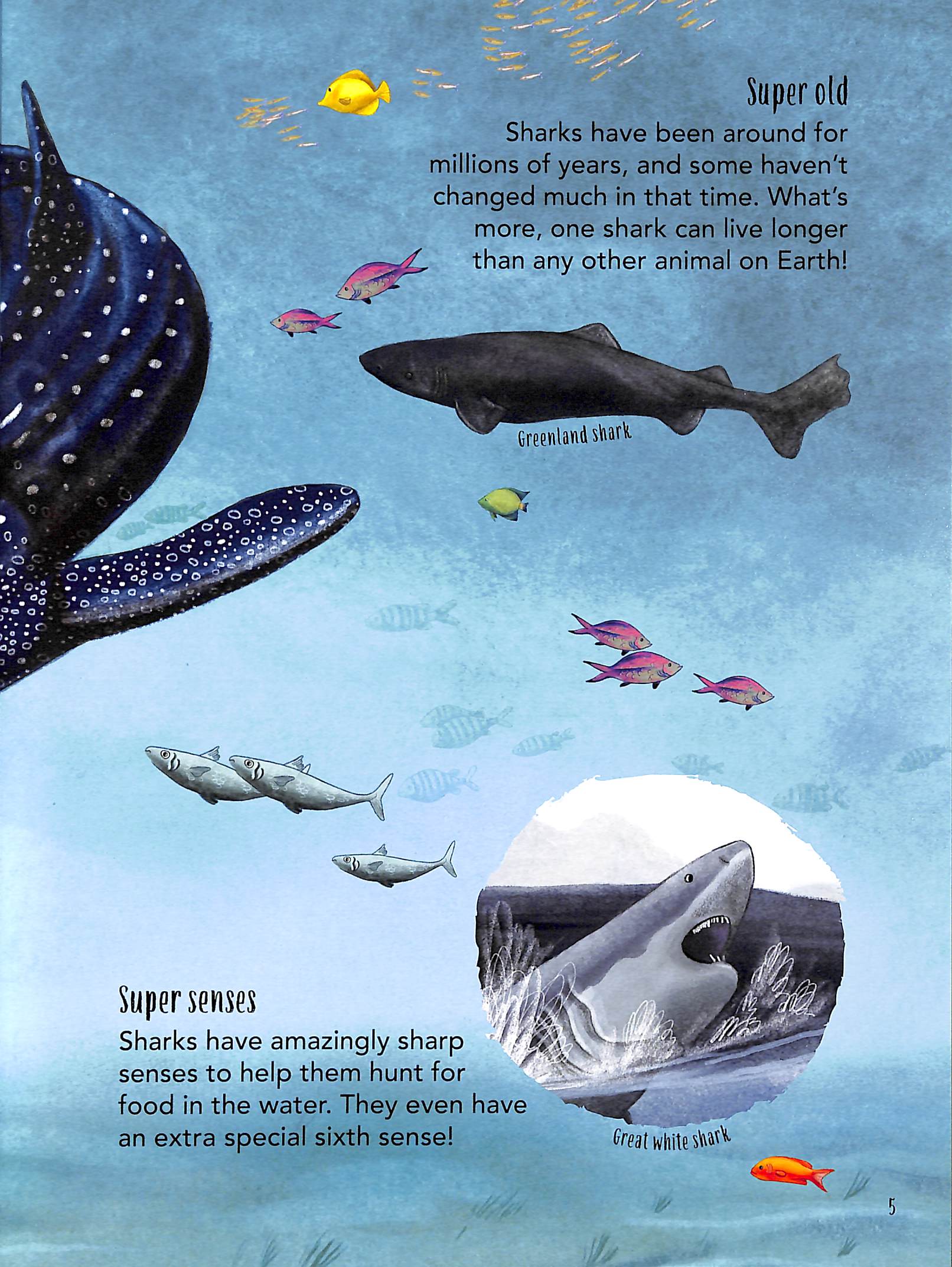 SUPER SHARKS by Griffin, Annabel (9781915461711) | Browns Books