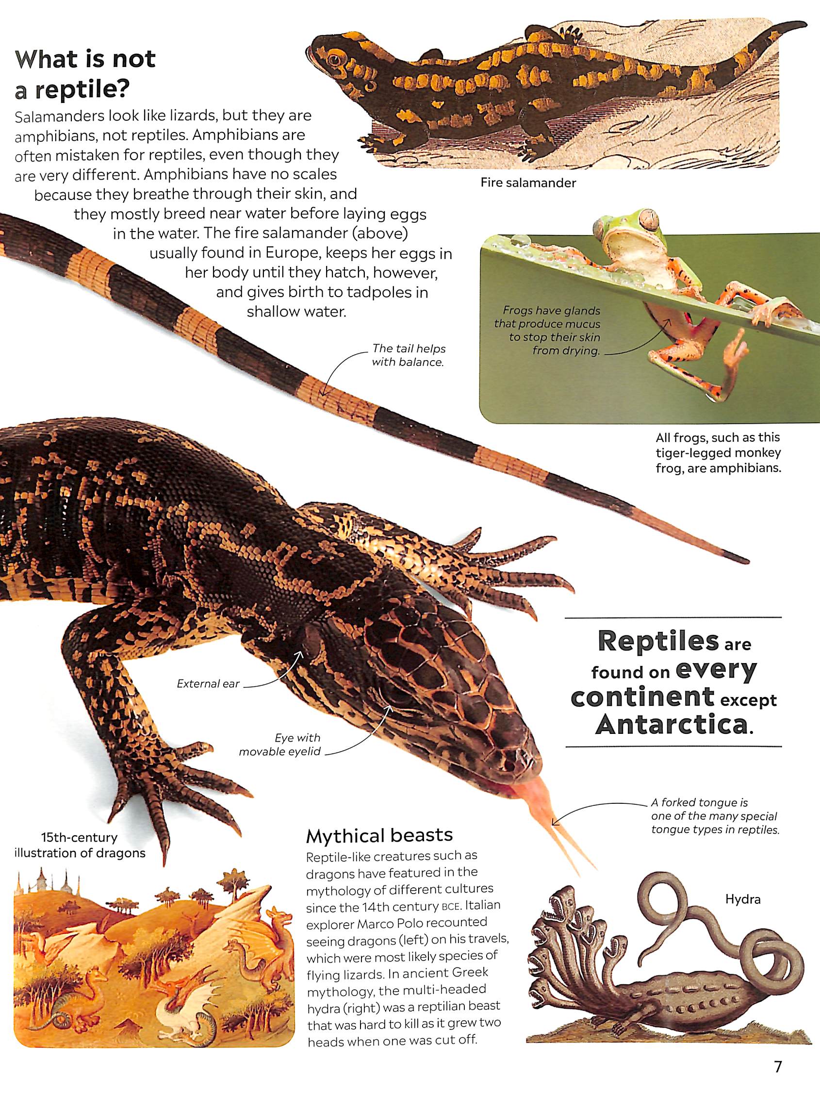 Reptile (Revised edition)